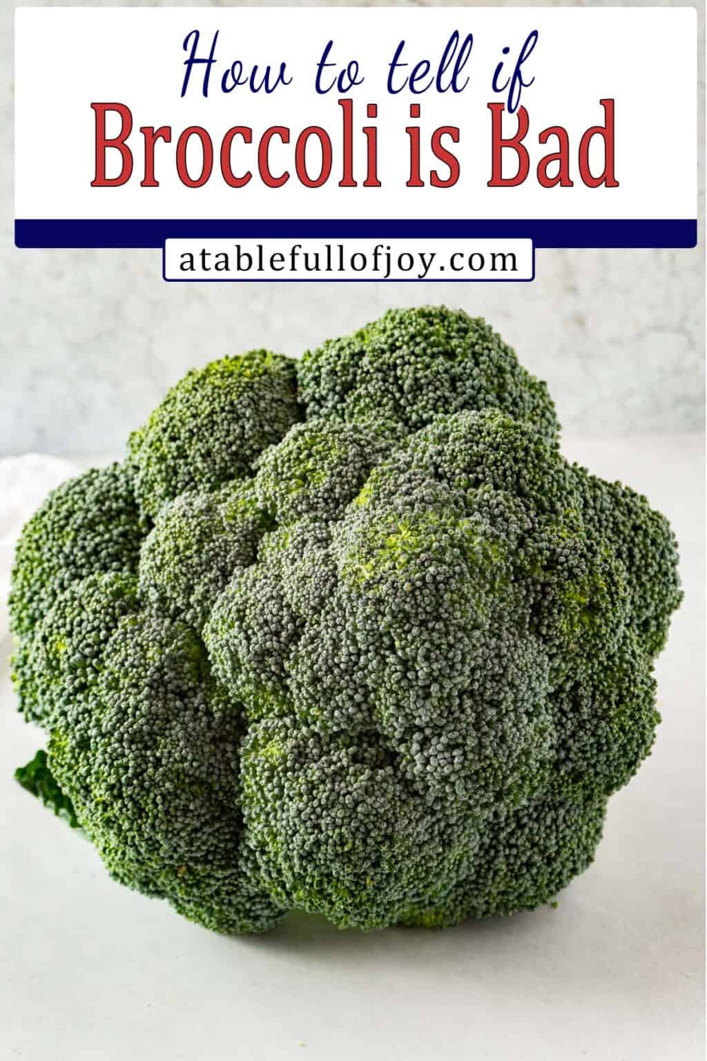 How to Tell if Broccoli is Bad? All the Facts + Example Pictures!