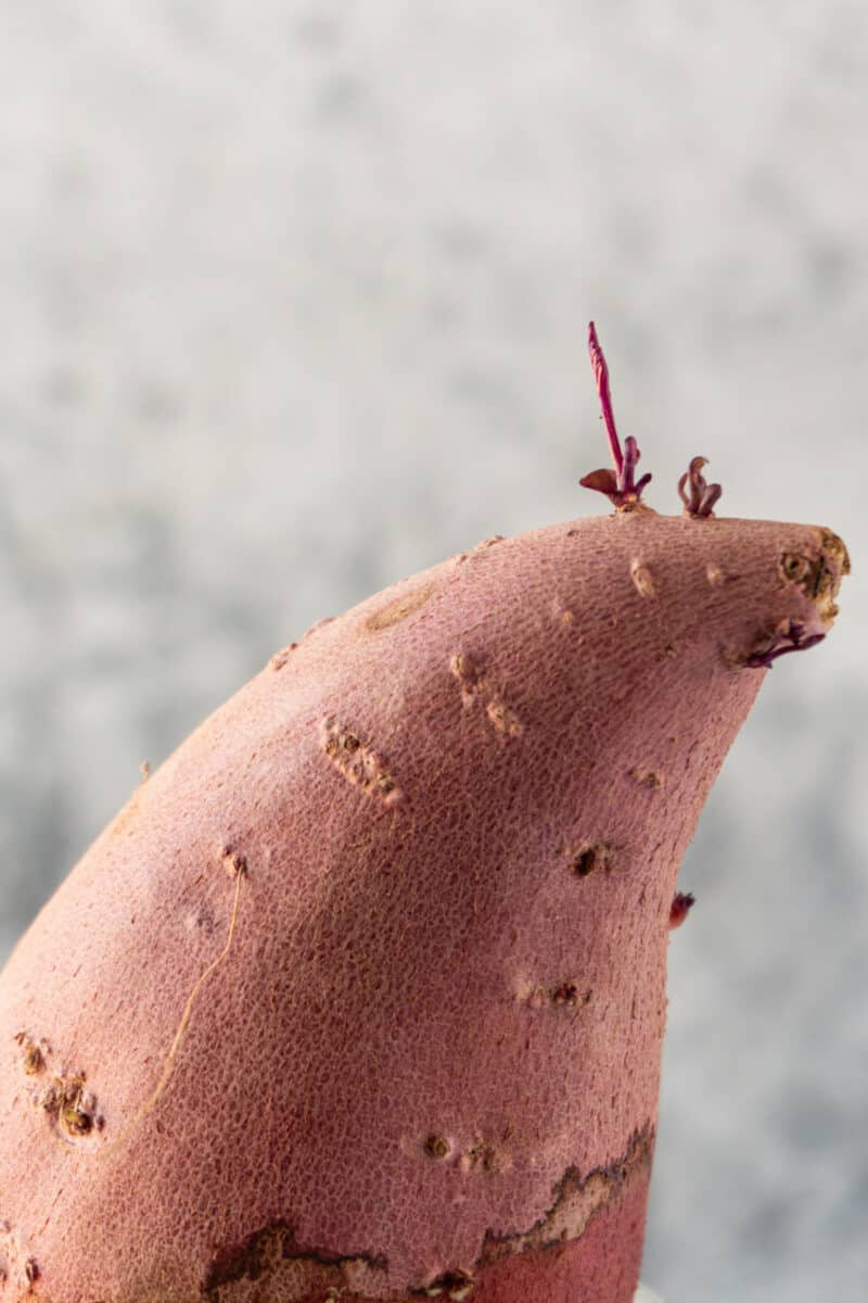 How to Tell If a Sweet Potato Is Bad? • A Table Full Of Joy